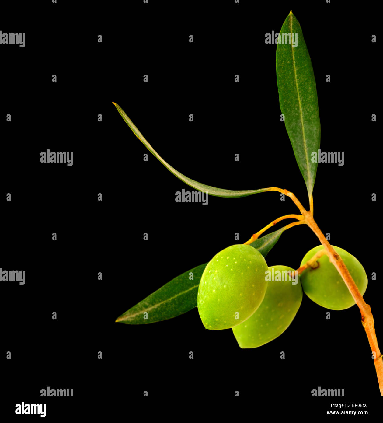 Fresh green olive branch isolated on black background Stock Photo - Alamy