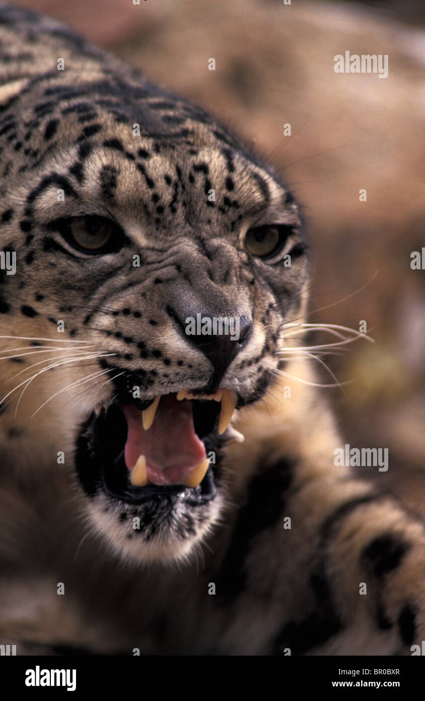 Tibet. Snow Leopard (Panthera uncia uncia Stock Photo - Alamy