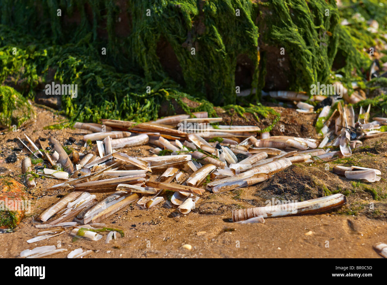 Ensis siliqua hi-res stock photography and images - Alamy