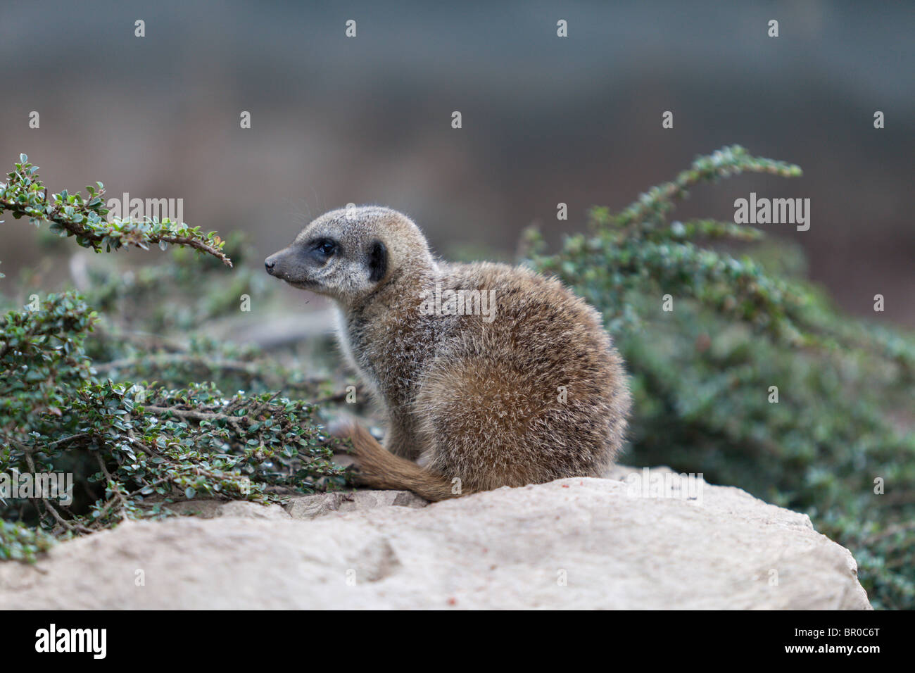 Single meercat hi-res stock photography and images - Alamy