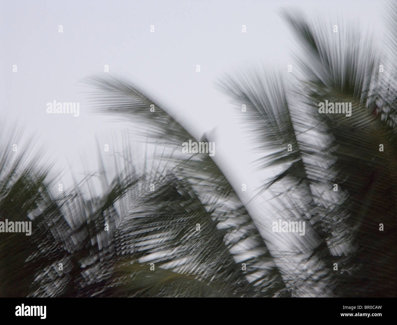 Palm trees blow in the wind. Livingston, Guatemala. (motion blur Stock ...