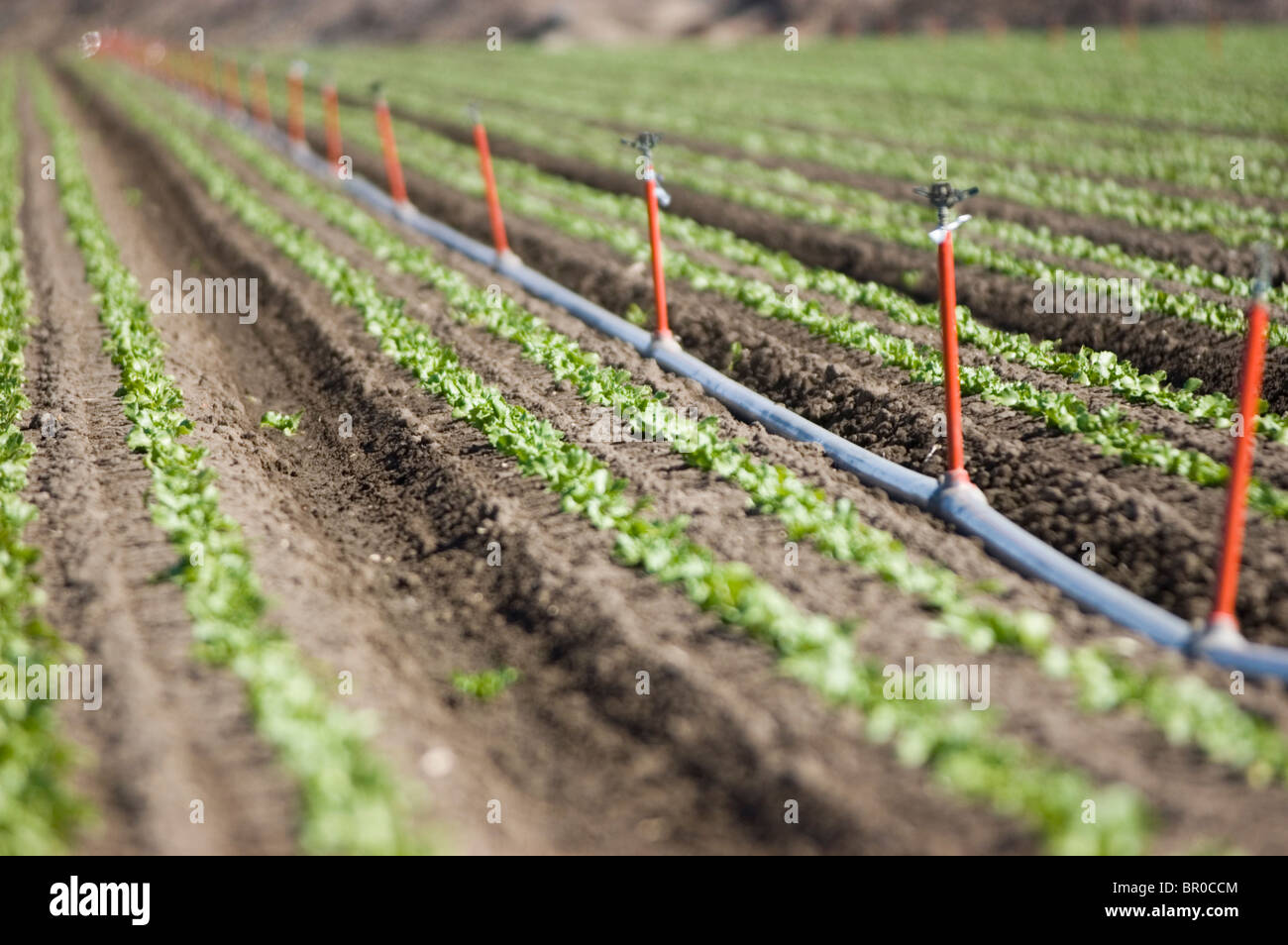 Rows of vegetables and an irrigation system in Los Osos, California ...