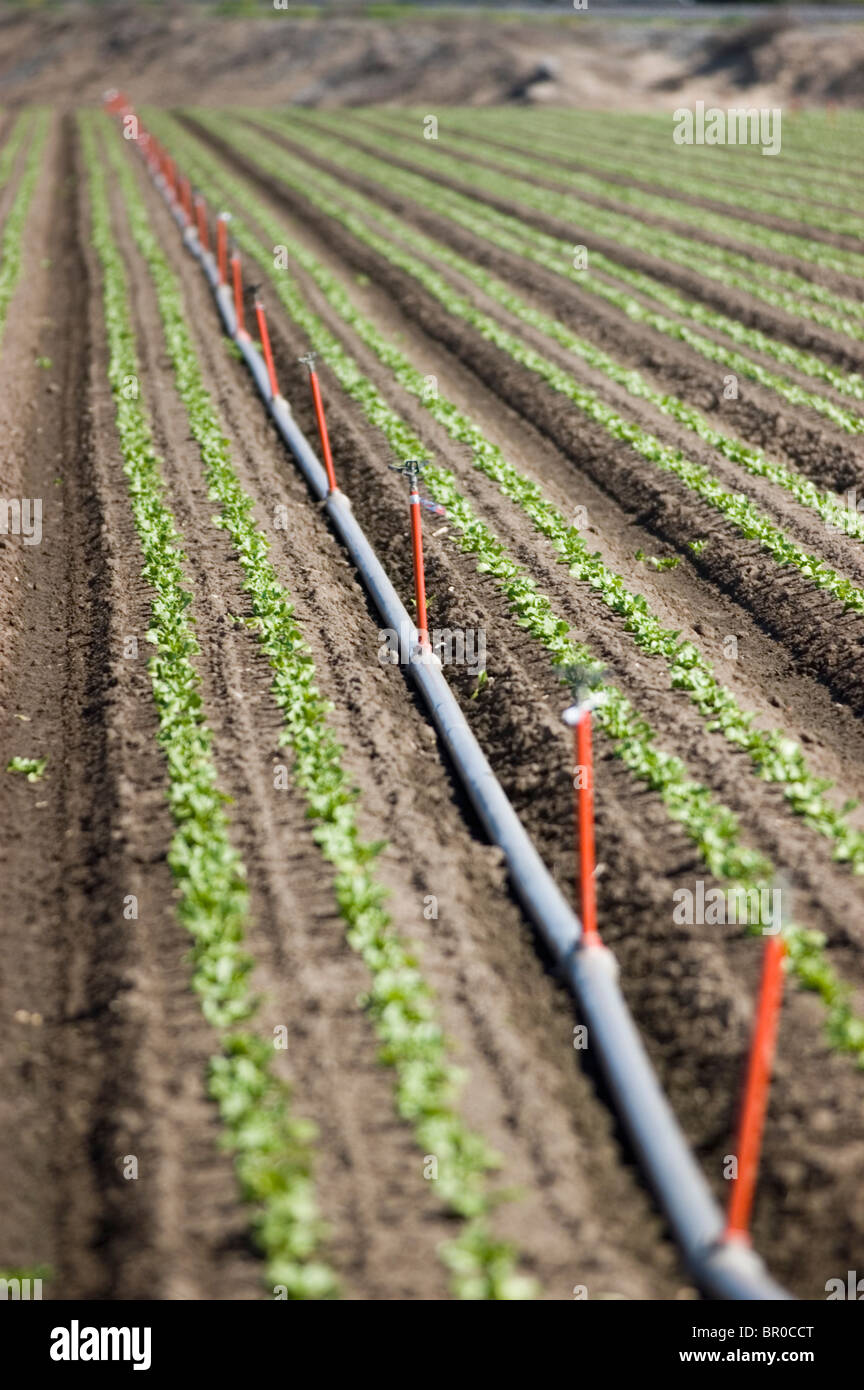 Rows of vegetables and an irrigation system in Los Osos, California ...