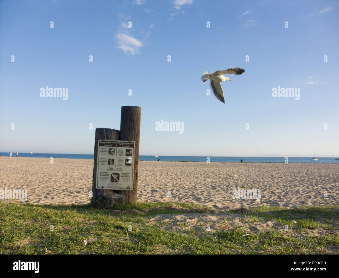 Flying seagull and warning sign on beach in Santa Barbara, CA Stock ...