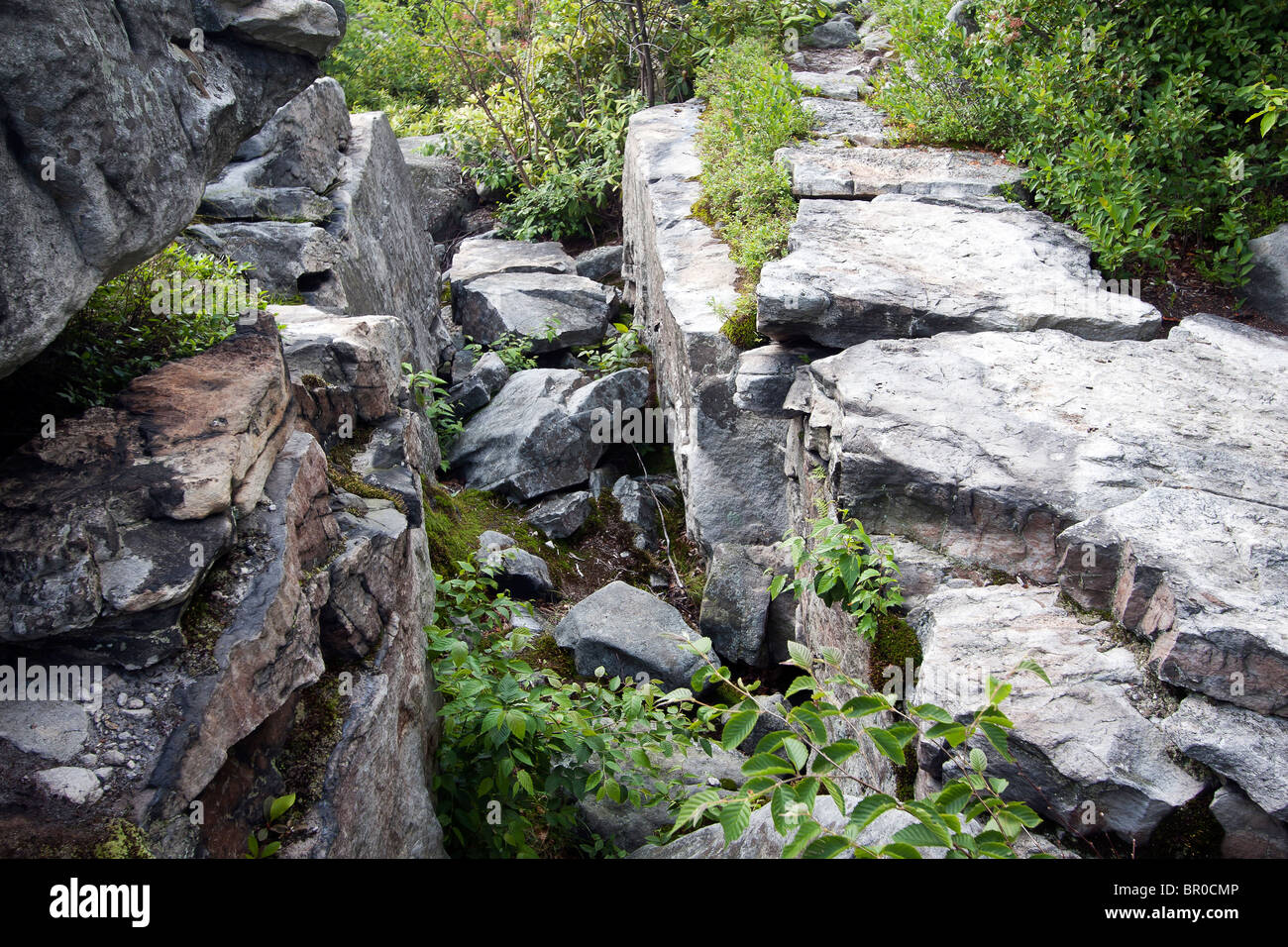 The wolf trail hi-res stock photography and images - Alamy