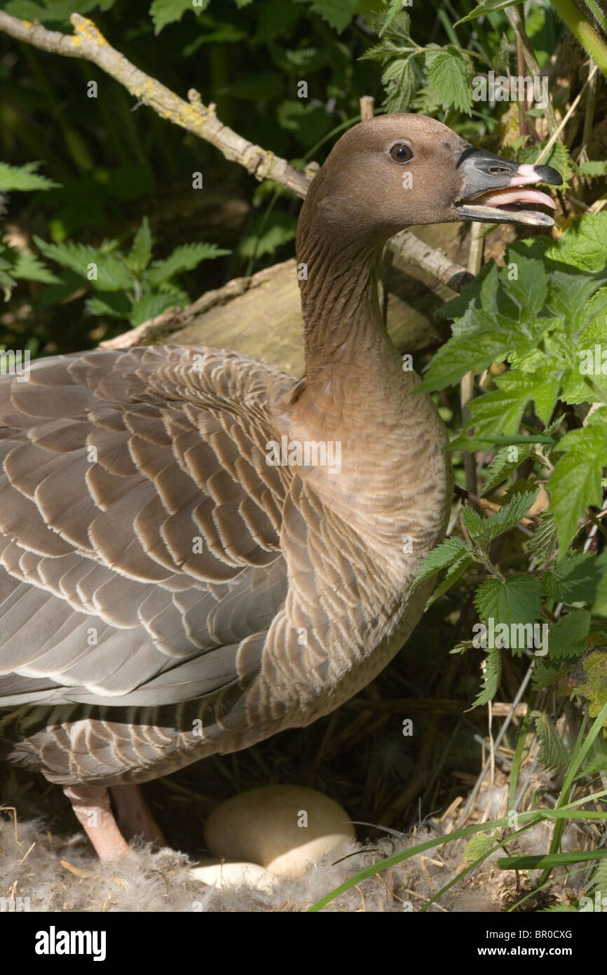 Pink-footed Goose (Anser brachyrhynchus). Female standing over nest ...