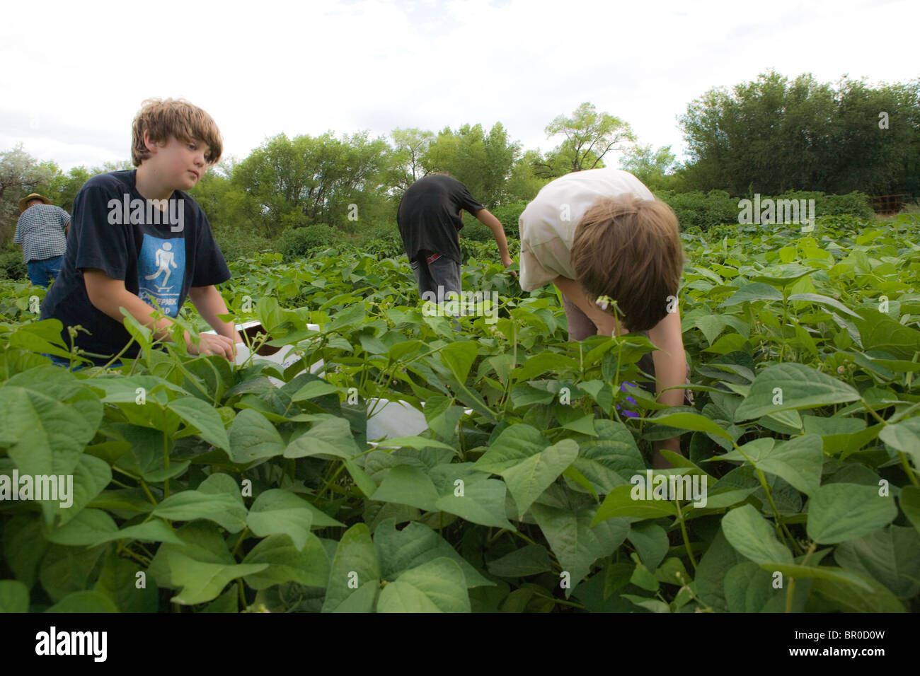 Children picking green beans on hi-res stock photography and images - Alamy