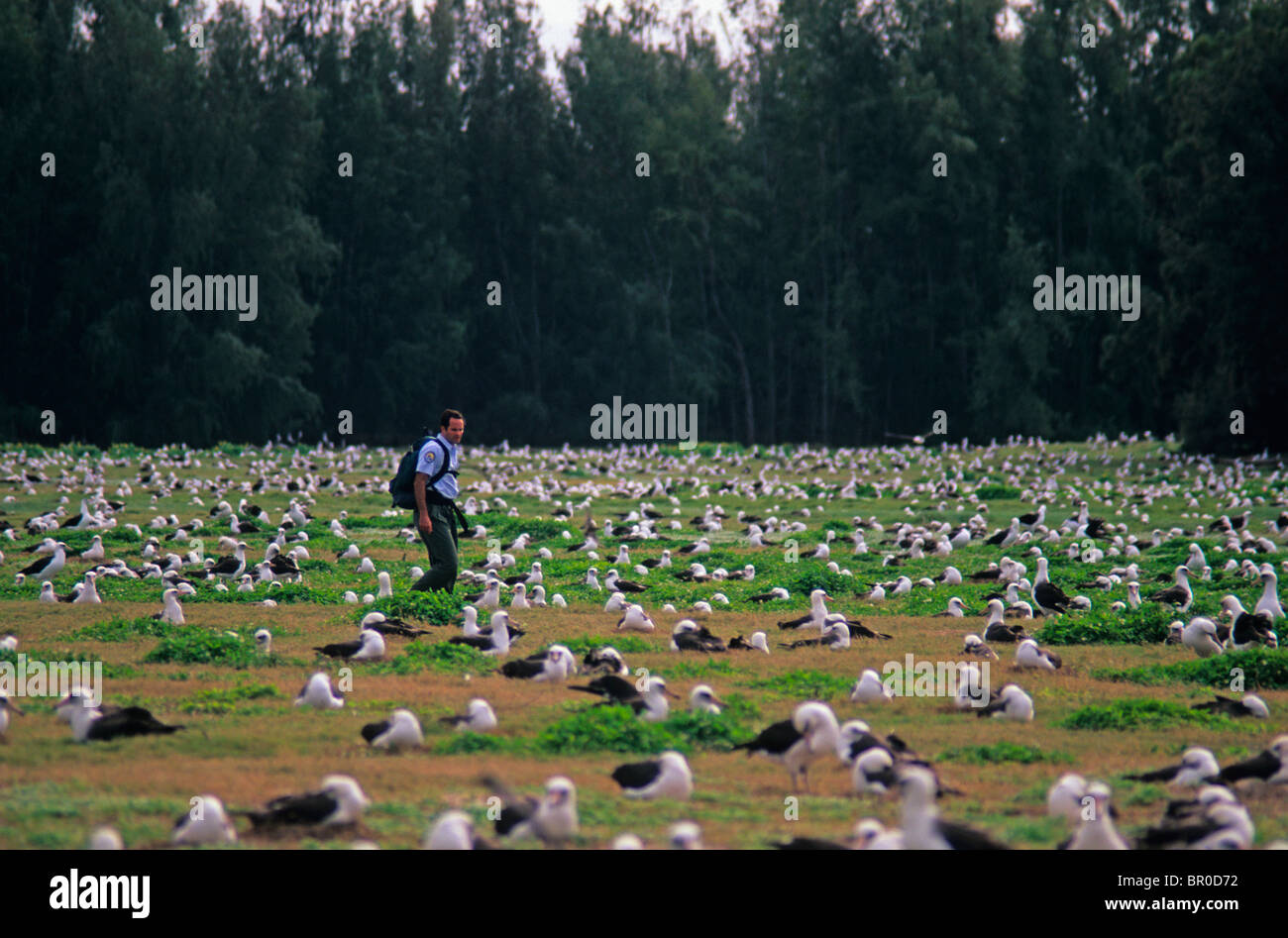 A US Fish & Wildlife worker strolls among thousands of nesting ...