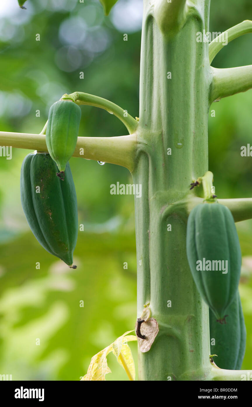Thailand tree hi-res stock photography and images - Alamy