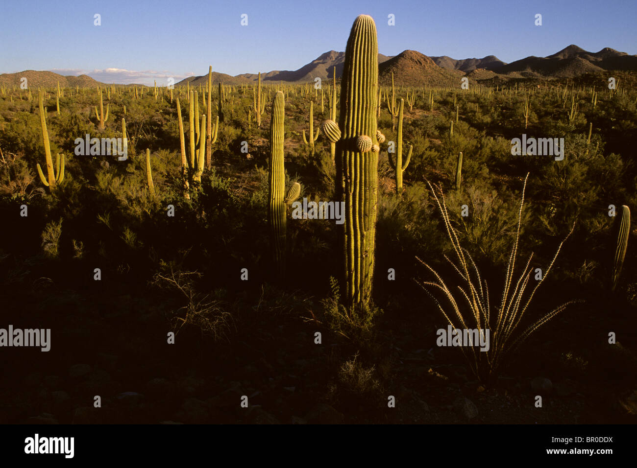 Saguaro Cacti forest, Saguaro National park, Arizona, USA Stock Photo ...