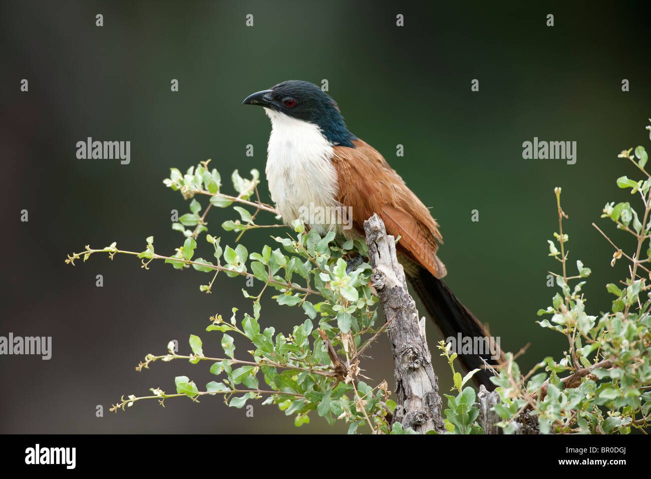 Senegal coucal, Centropus senegalensis, Mashatu Game Reserve, tuli ...