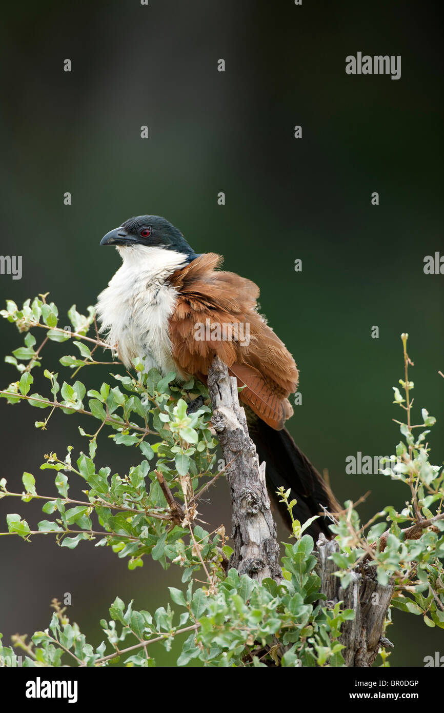 Senegal coucal, Centropus senegalensis, Mashatu Game Reserve, tuli ...