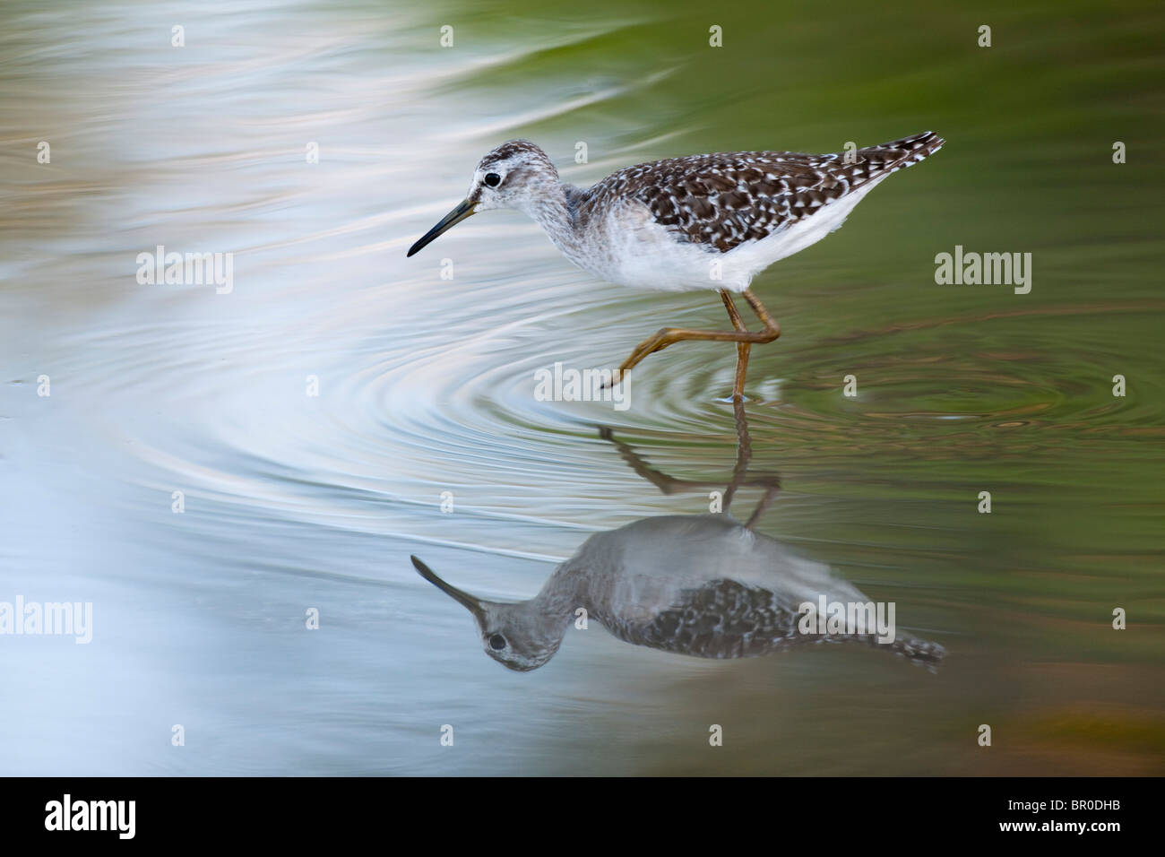 Wood sandpiper, Tringa glareola, Mashatu Game Reserve, tuli block ...