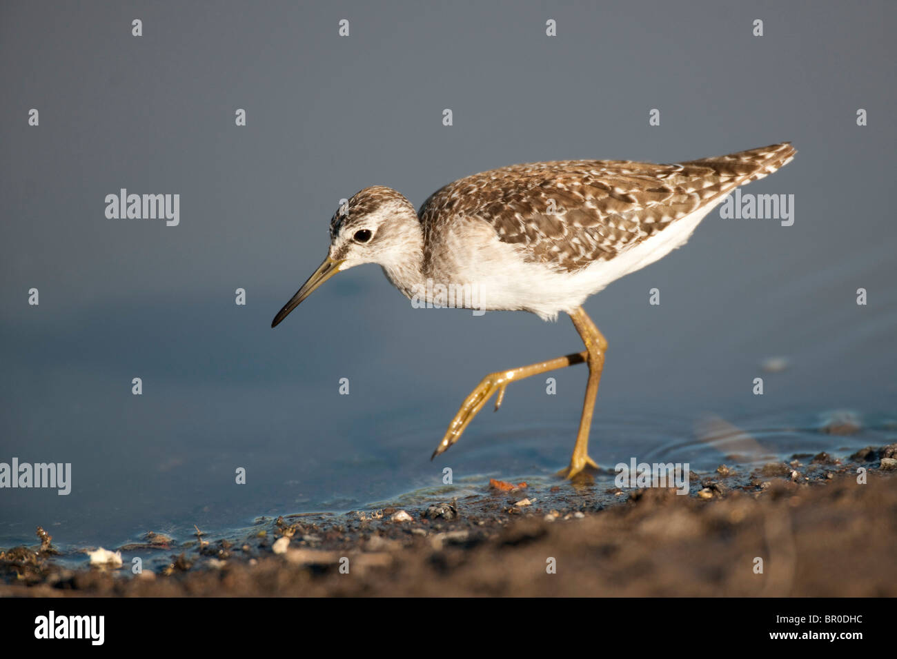 Wood sandpiper, Tringa glareola, Mashatu Game Reserve, tuli block ...