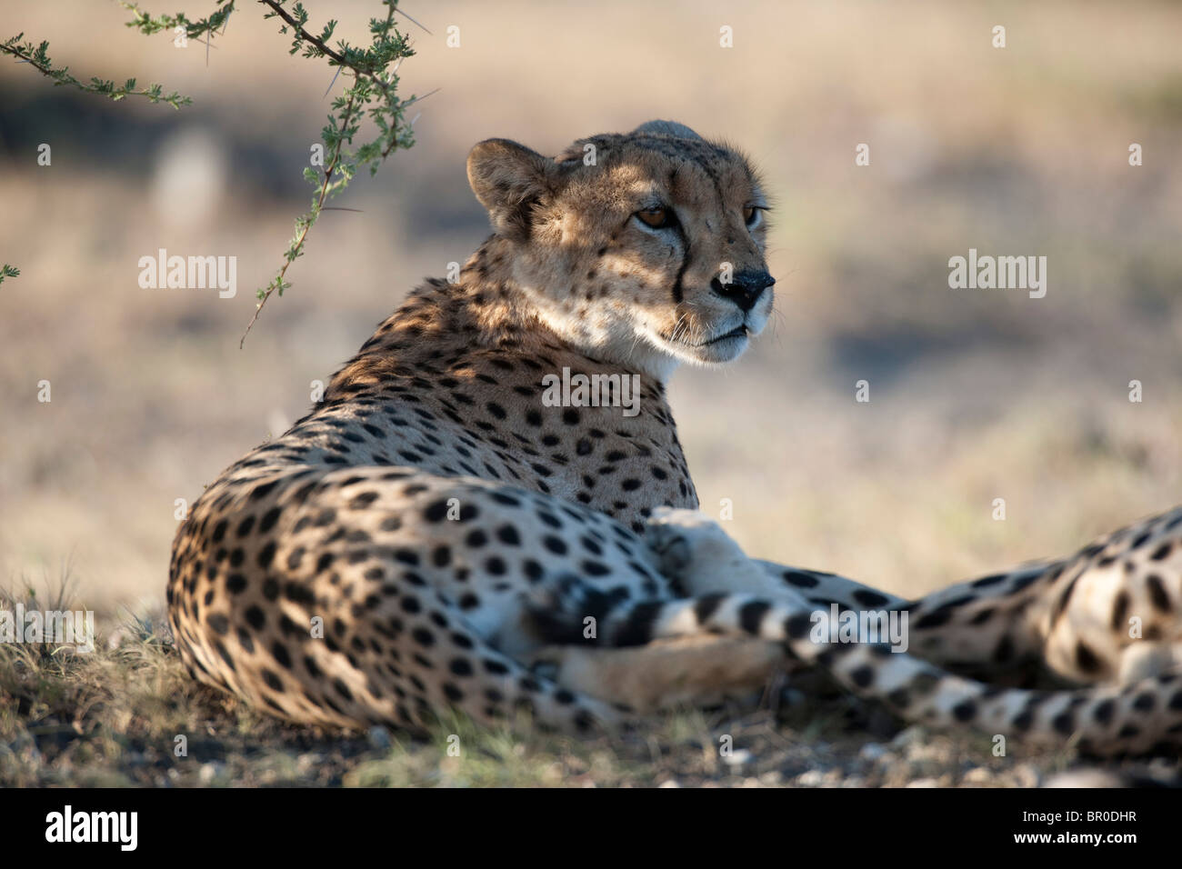 Cheetah (Acinonyx jubatus), Mashatu Game Reserve, tuli block, Botswana ...