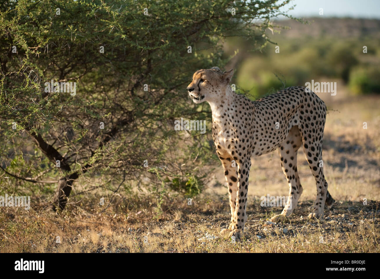 Cheetah (Acinonyx jubatus), Mashatu Game Reserve, tuli block, Botswana ...