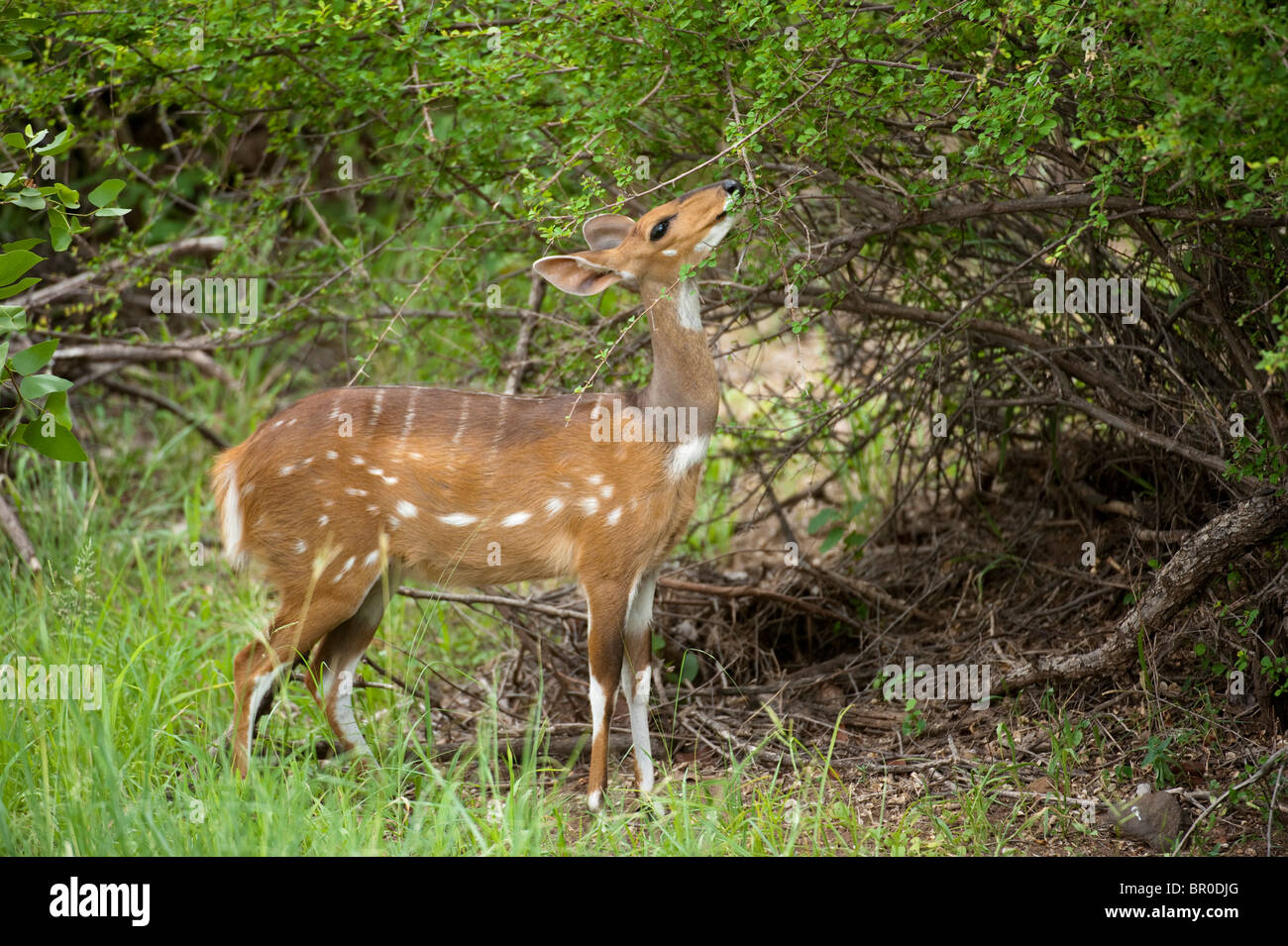 Bushbuck tragelaphus scriptus eating hi-res stock photography and ...