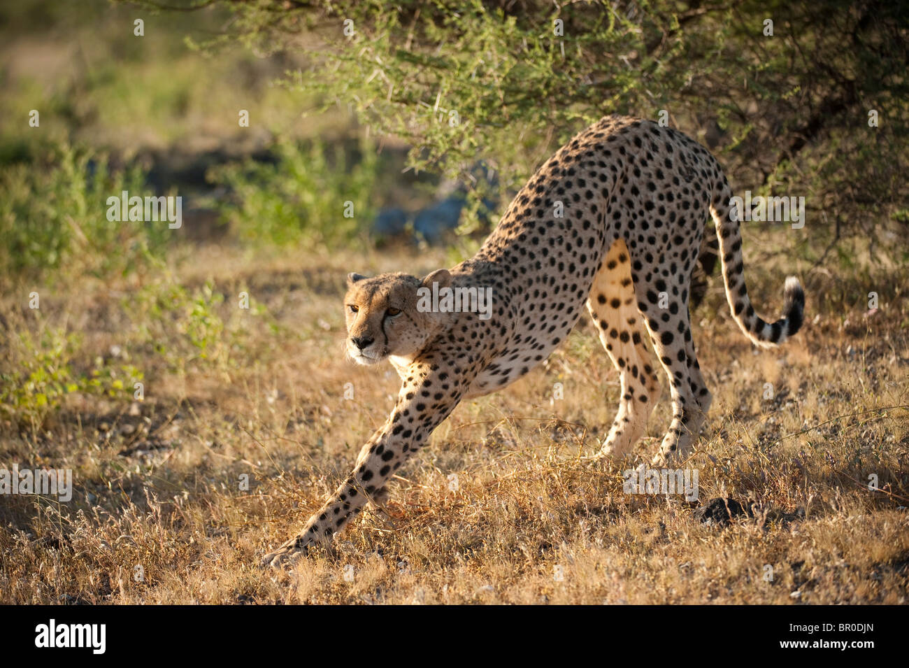 Cheetah stretching (Acinonyx jubatus), Mashatu Game Reserve, tuli block ...