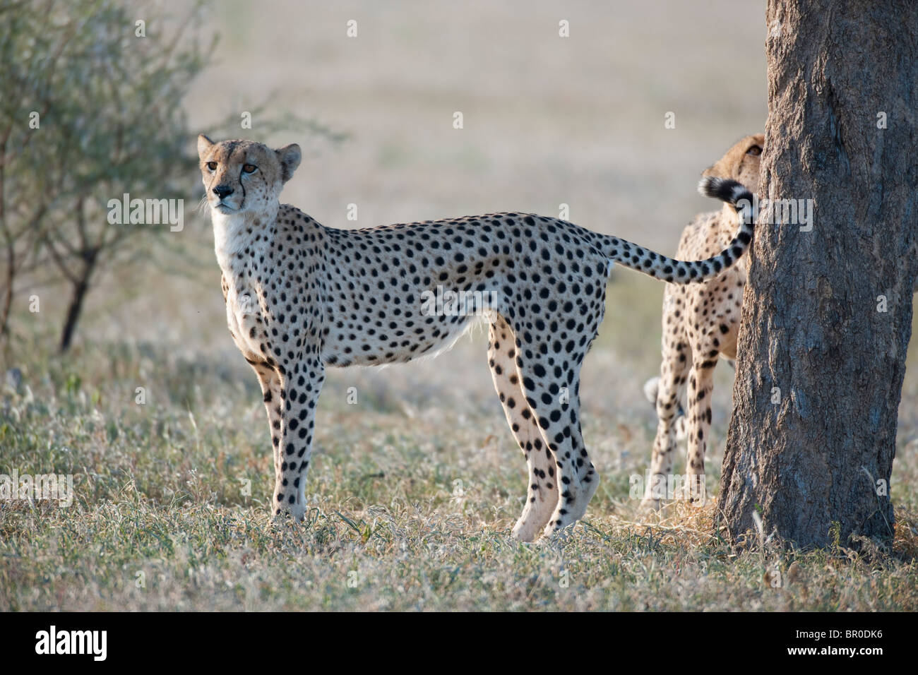 Cheetah (Acinonyx jubatus), Mashatu Game Reserve, tuli block, Botswana ...