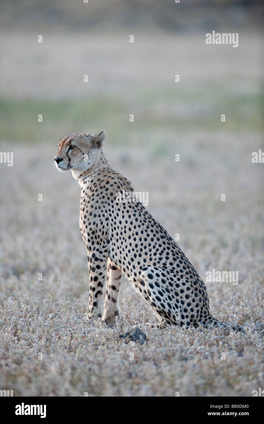 Cheetah (Acinonyx jubatus), Mashatu Game Reserve, tuli block, Botswana ...