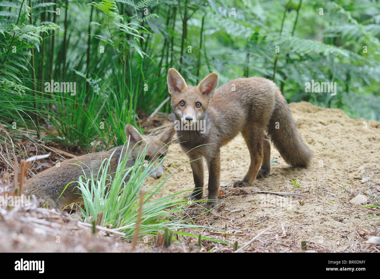 Common red fox (Vulpes vulpes) - Pair of five-month-old cubs standing ...