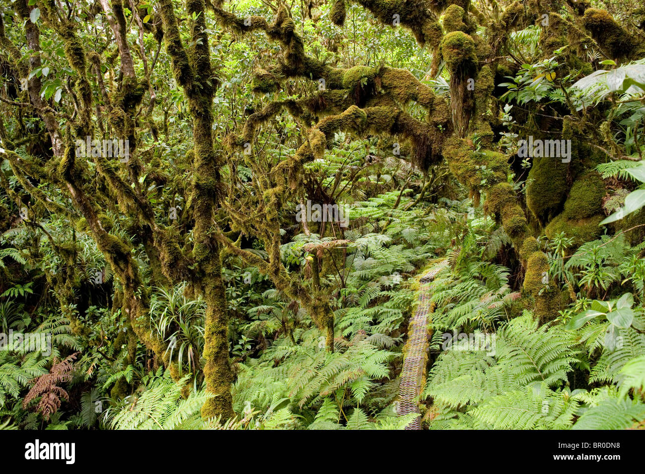 Boardwalk, ferns and moss covered trees of the Pepeopae Bog in the ...