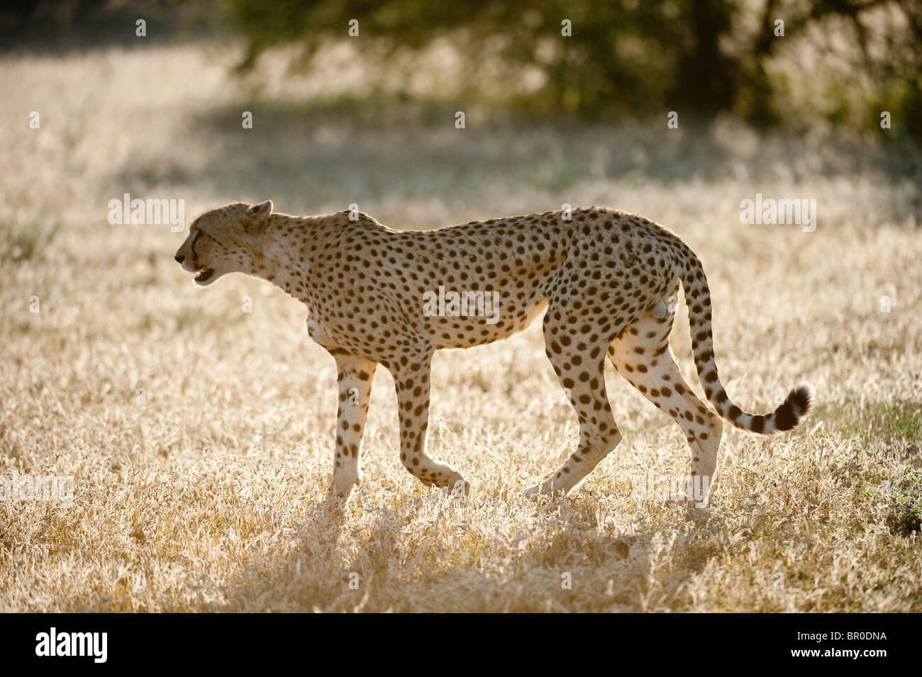 Cheetah (Acinonyx jubatus), Mashatu Game Reserve, tuli block, Botswana ...