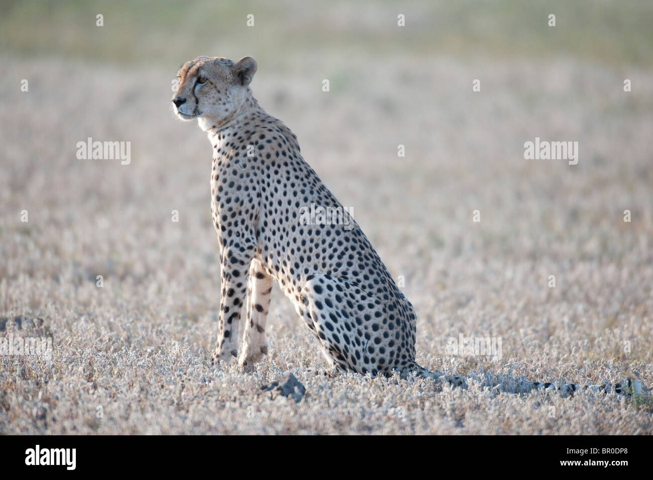 Cheetah (Acinonyx jubatus), Mashatu Game Reserve, tuli block, Botswana ...
