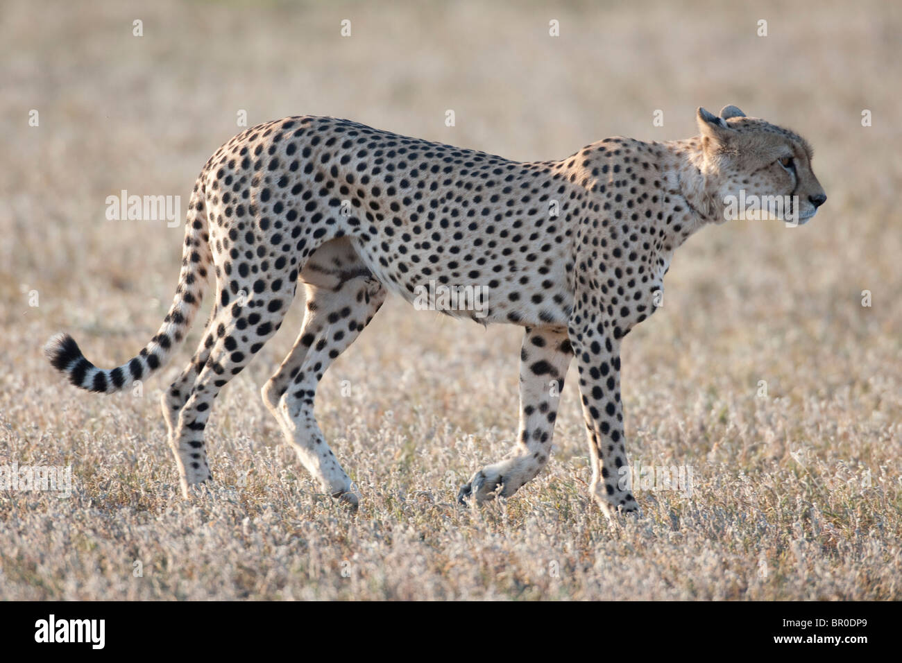 Cheetah (Acinonyx jubatus), Mashatu Game Reserve, tuli block, Botswana ...