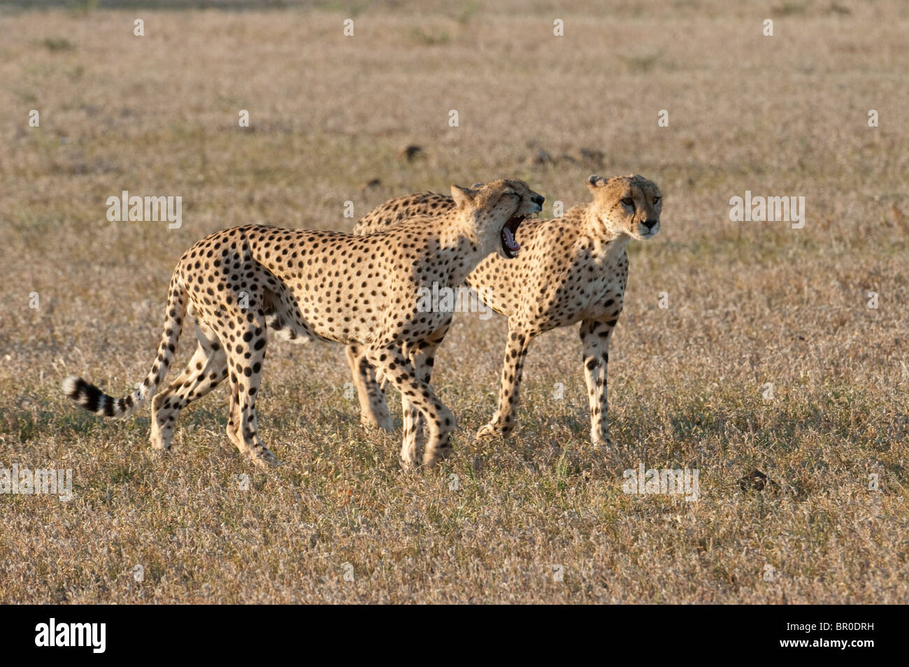 Cheetah (Acinonyx jubatus), Mashatu Game Reserve, tuli block, Botswana ...