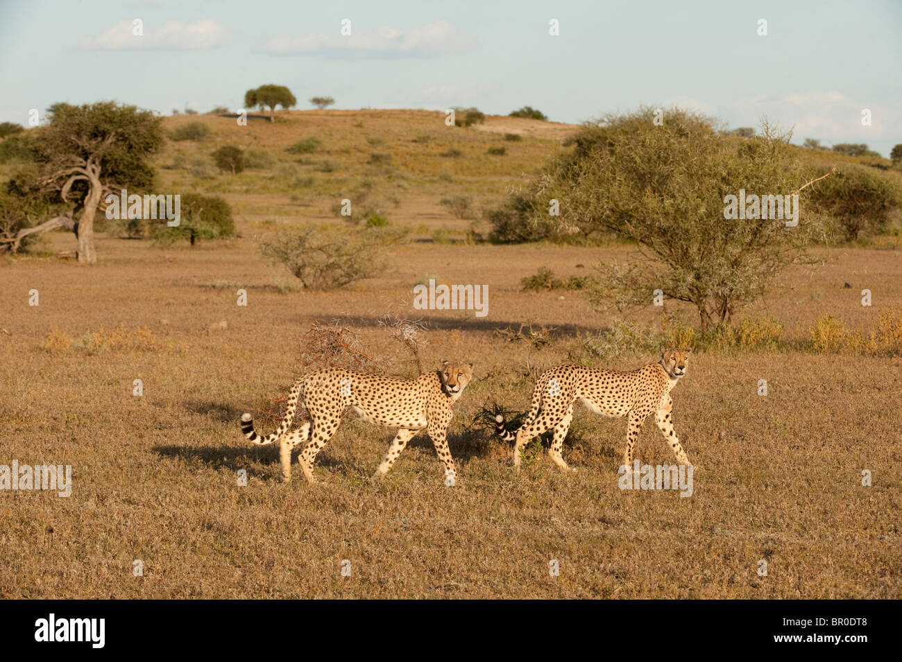 Cheetahs (Acinonyx jubatus), Mashatu Game Reserve, tuli block, Botswana ...