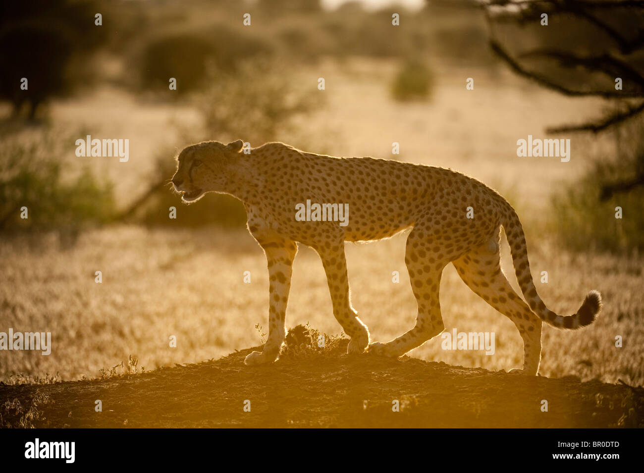 Cheetah (Acinonyx jubatus), Mashatu Game Reserve, tuli block, Botswana ...