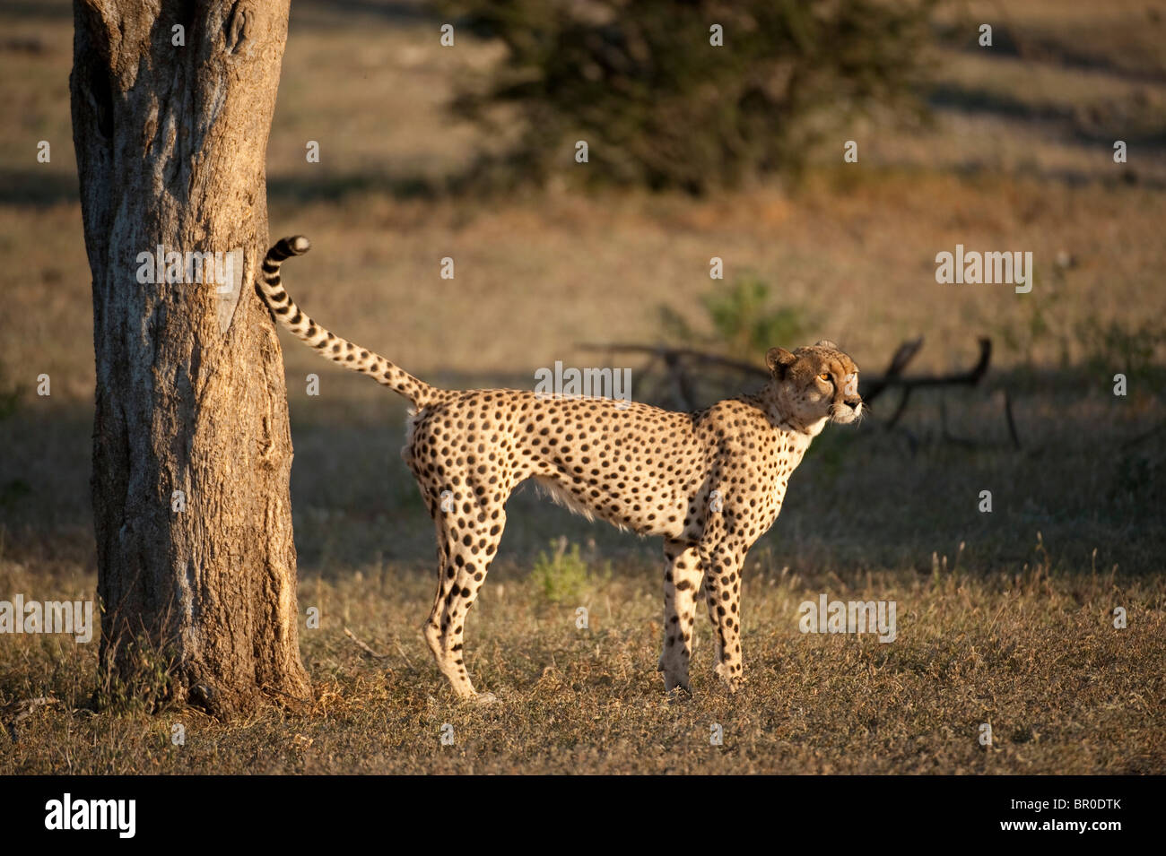 Cheetah scent-marking (Acinonyx jubatus), Mashatu Game Reserve, tuli ...