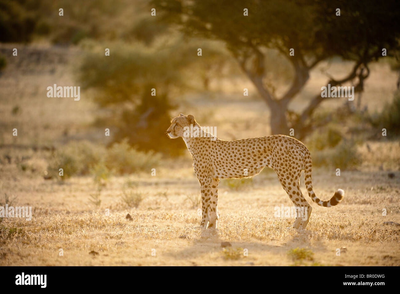 Cheetah (Acinonyx jubatus), Mashatu Game Reserve, tuli block, Botswana ...