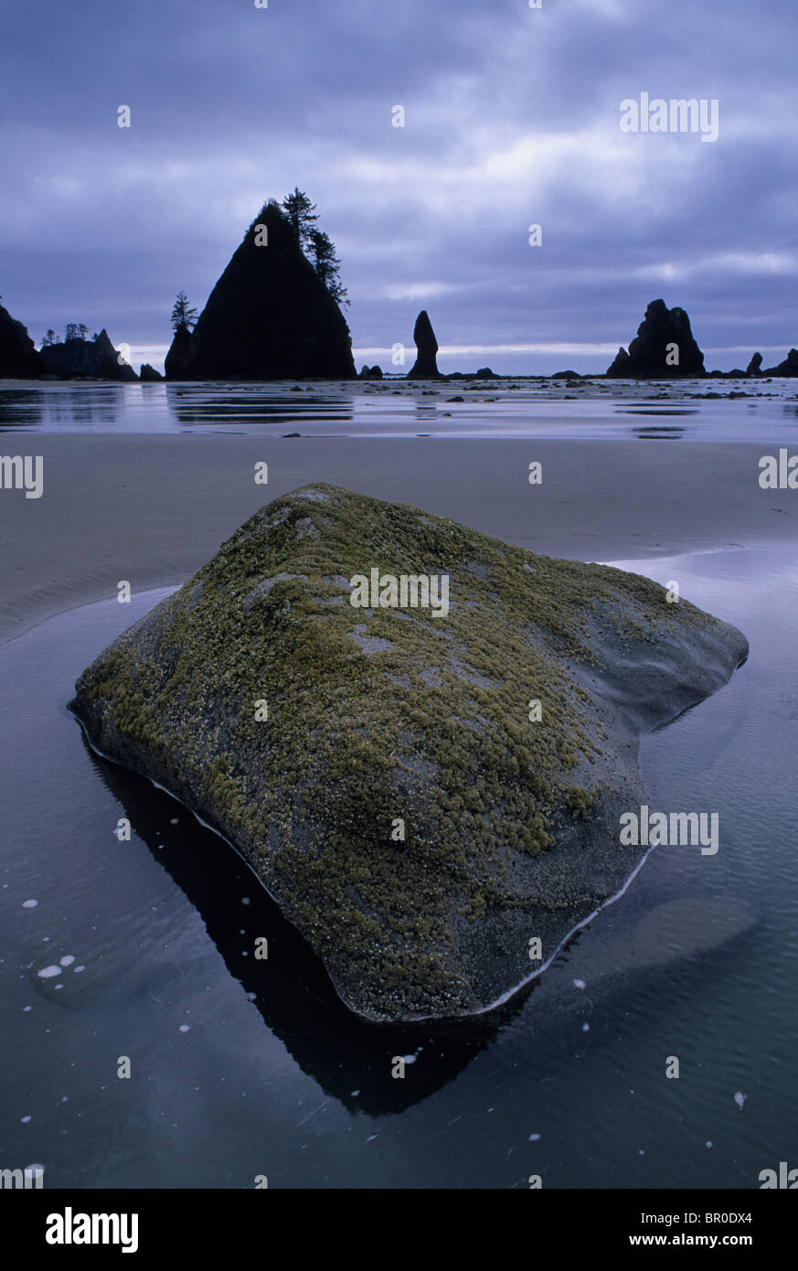 Sea stacks on the beach. Olympic National Park, Washington, USA Stock ...