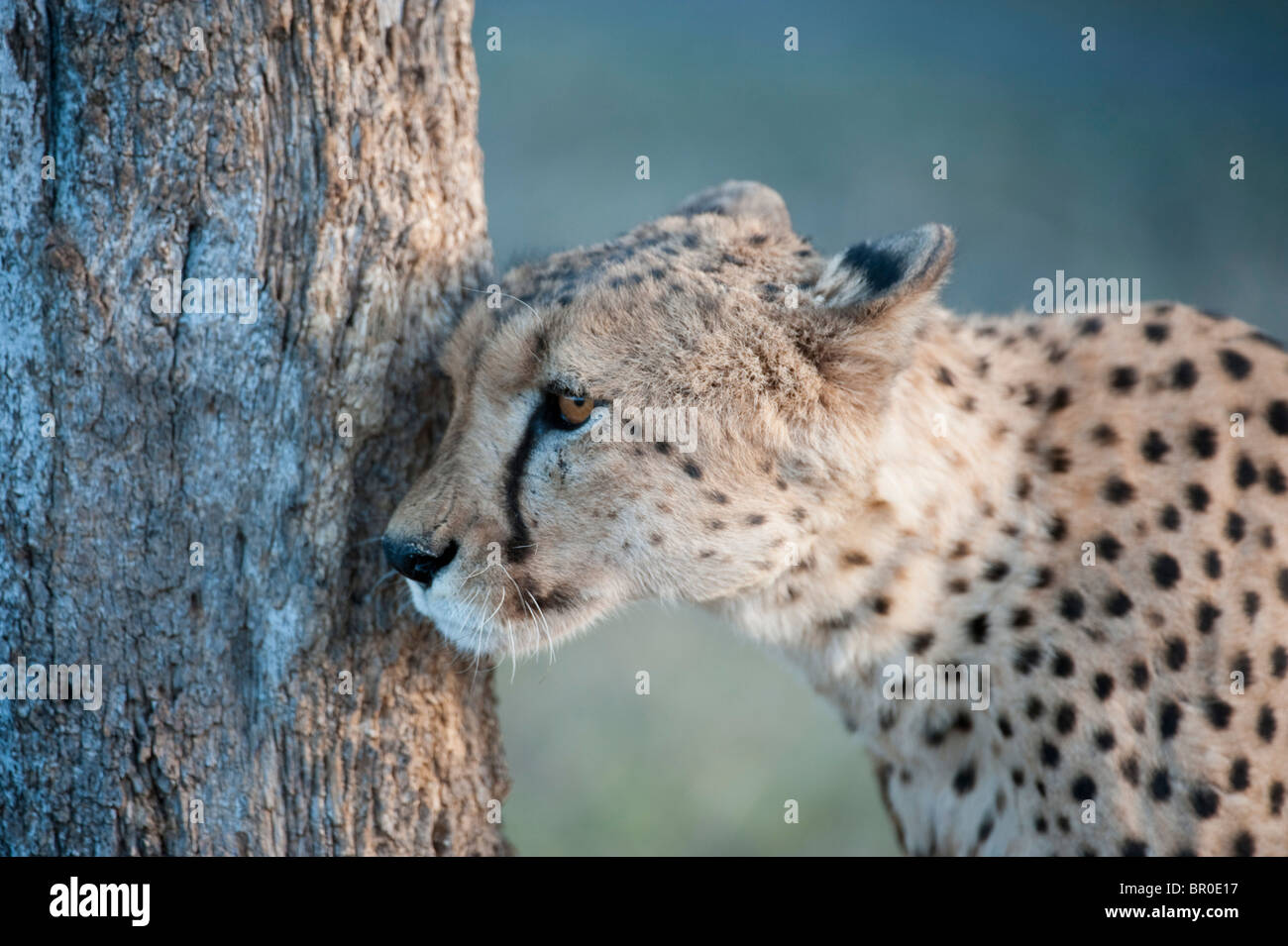 Cheetah (Acinonyx jubatus), Mashatu Game Reserve, tuli block, Botswana ...