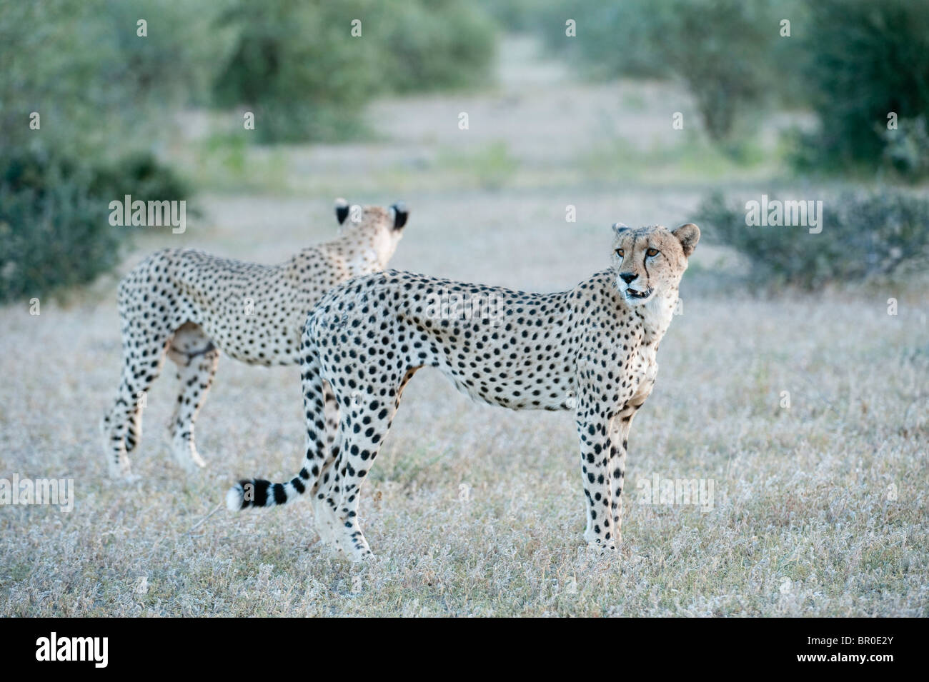Cheetah (Acinonyx jubatus), Mashatu Game Reserve, tuli block, Botswana ...