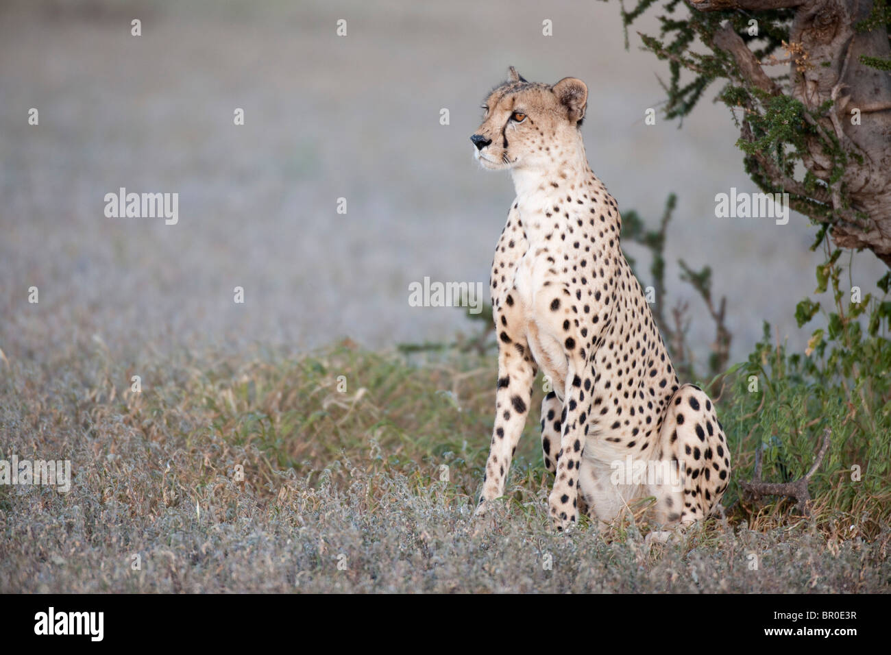 Cheetah (Acinonyx jubatus), Mashatu Game Reserve, tuli block, Botswana ...