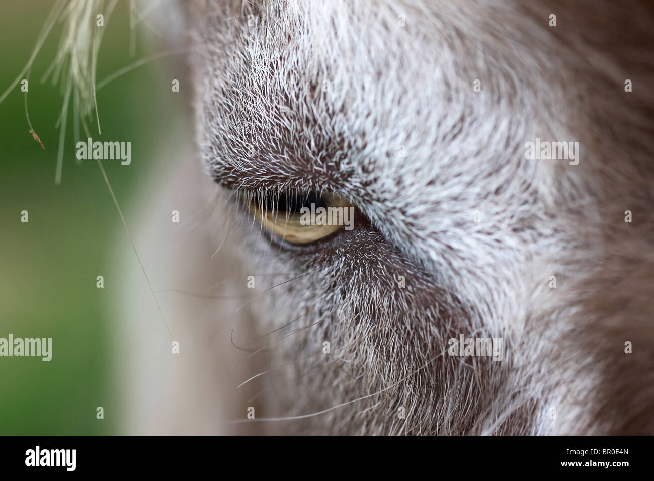 Closeup goat pupil hi-res stock photography and images - Alamy