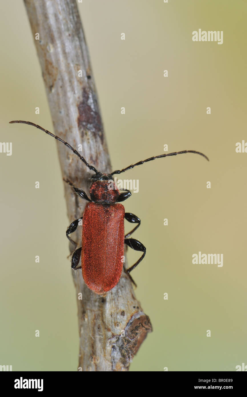 Longhorn beetle Pyrrhidium sanguineum - bark & wood boring beetle Stock ...