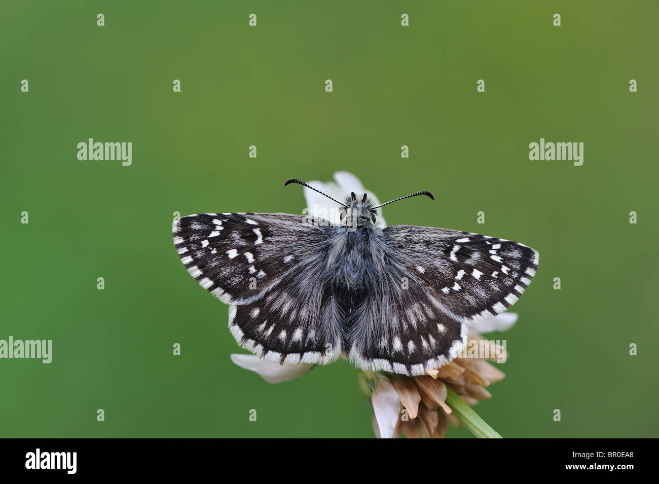 Safflower skipper hi-res stock photography and images - Alamy