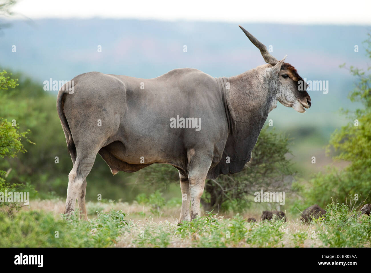 Common eland (Tragelaphus oryx), Mashatu Game Reserve, tuli block ...