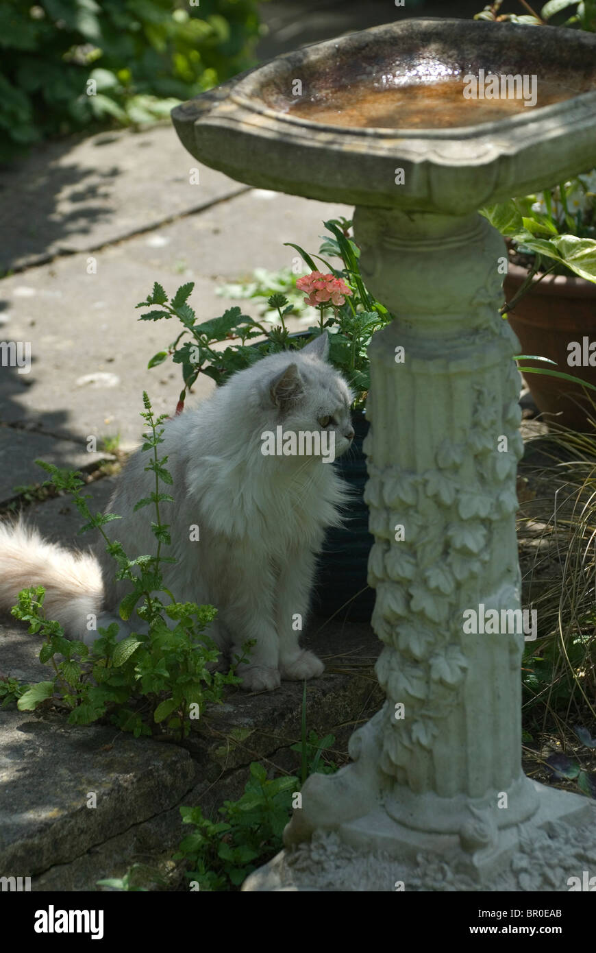 Cat climbing the bird bath Stock Photo - Alamy
