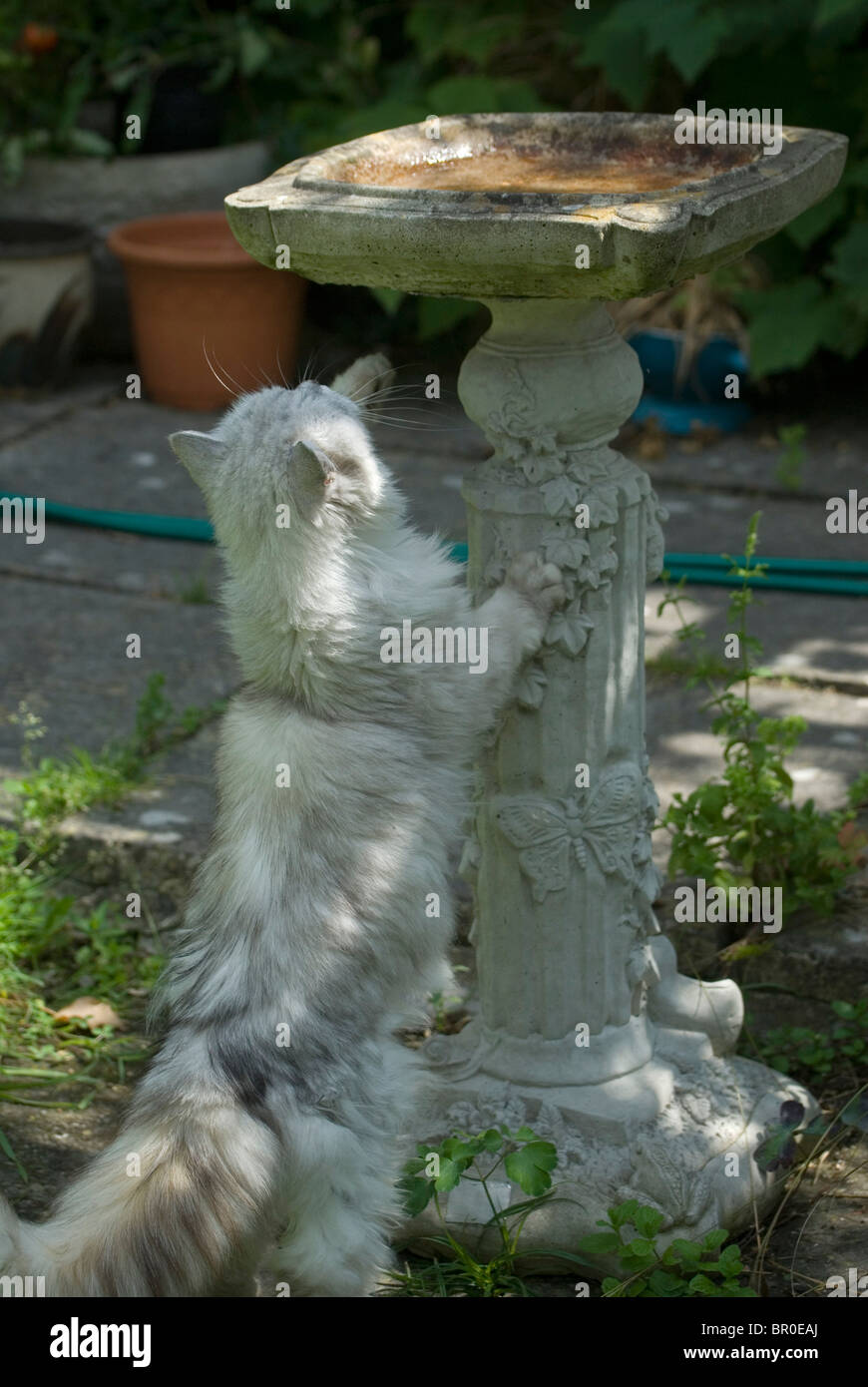 Cat climbing the bird bath Stock Photo - Alamy