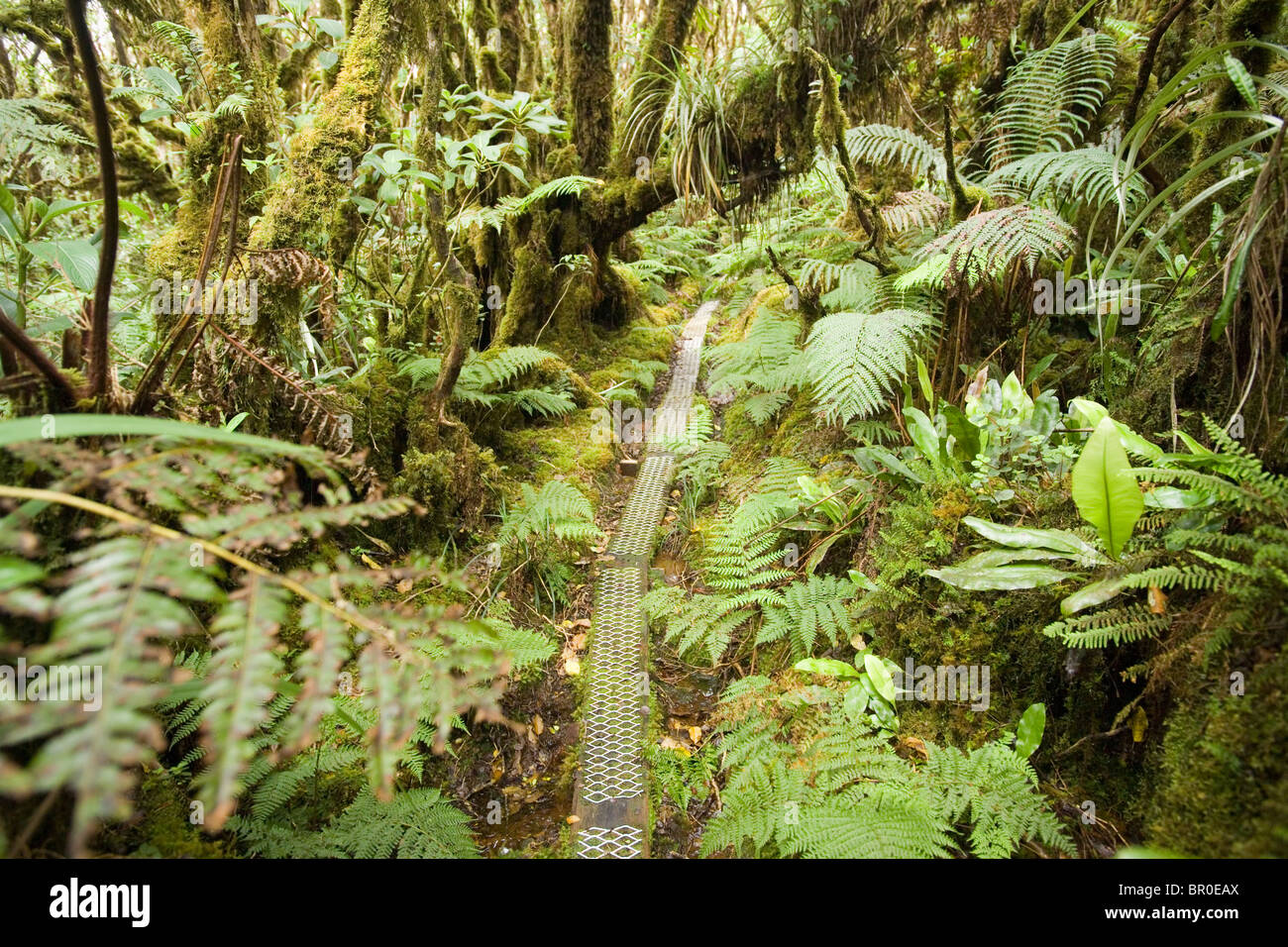 Boardwalk, ferns and moss covered trees of the Pepeopae Bog in the ...