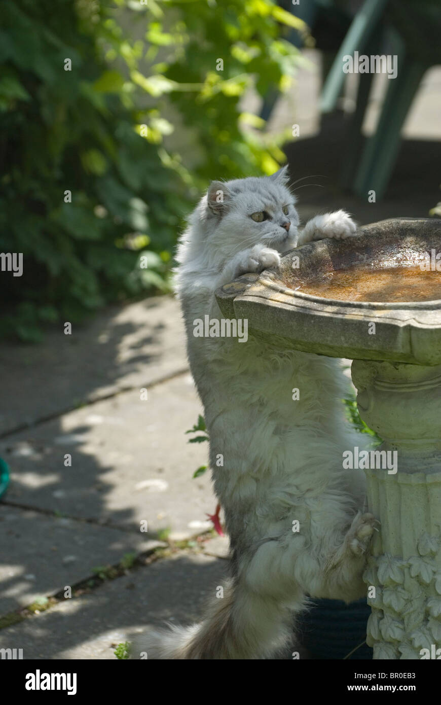 Cat climbing the bird bath Stock Photo - Alamy