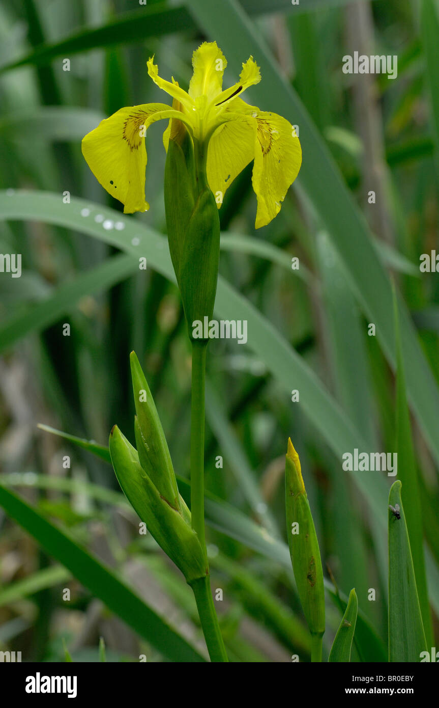 Yellow iris - Yellow flag iris - Water flag (Iris pseudacorus ...