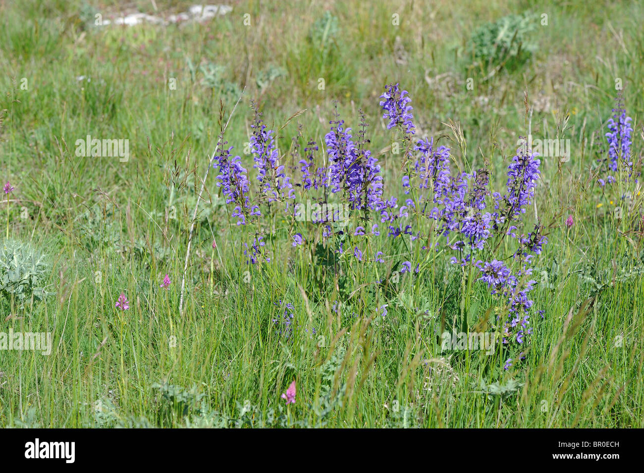 Meadow sage - Meadow clary (Salvia pratensis) flowering at spring ...