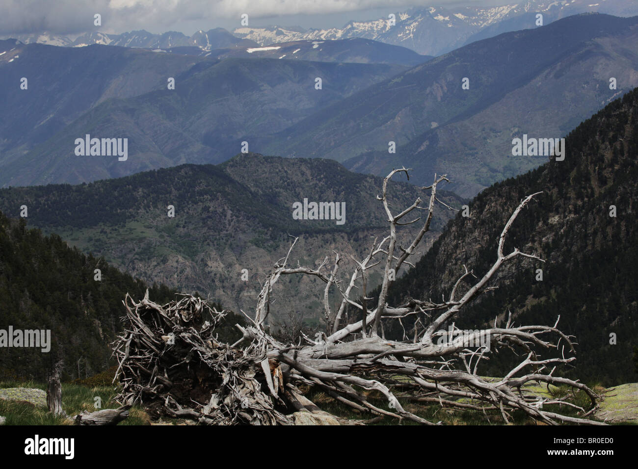 Dead fallen tree in sparse high alpine forest on ascent from Espot to ...