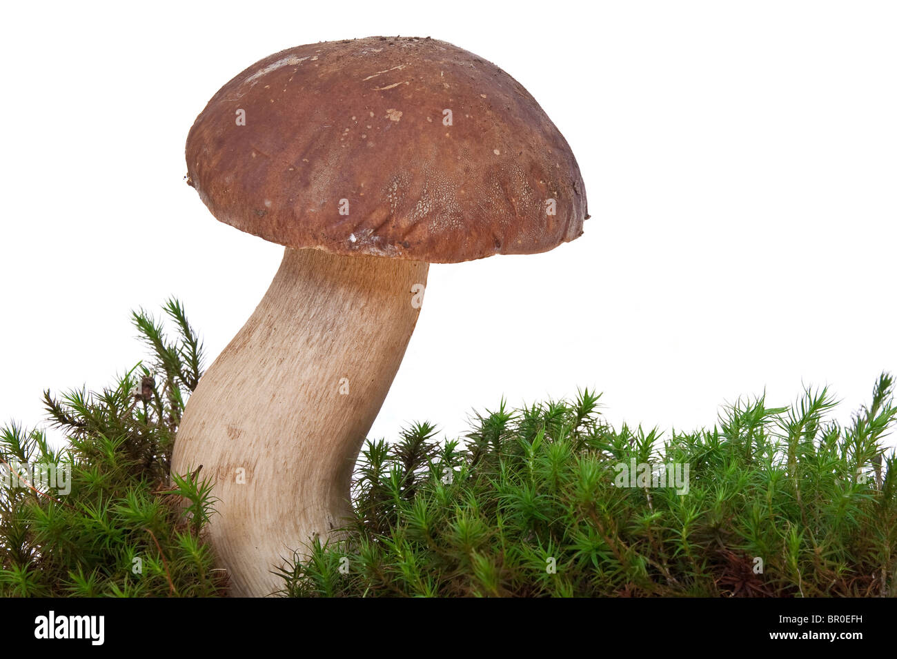 One boletus edulis mushroom on moss isolated on white background Stock ...